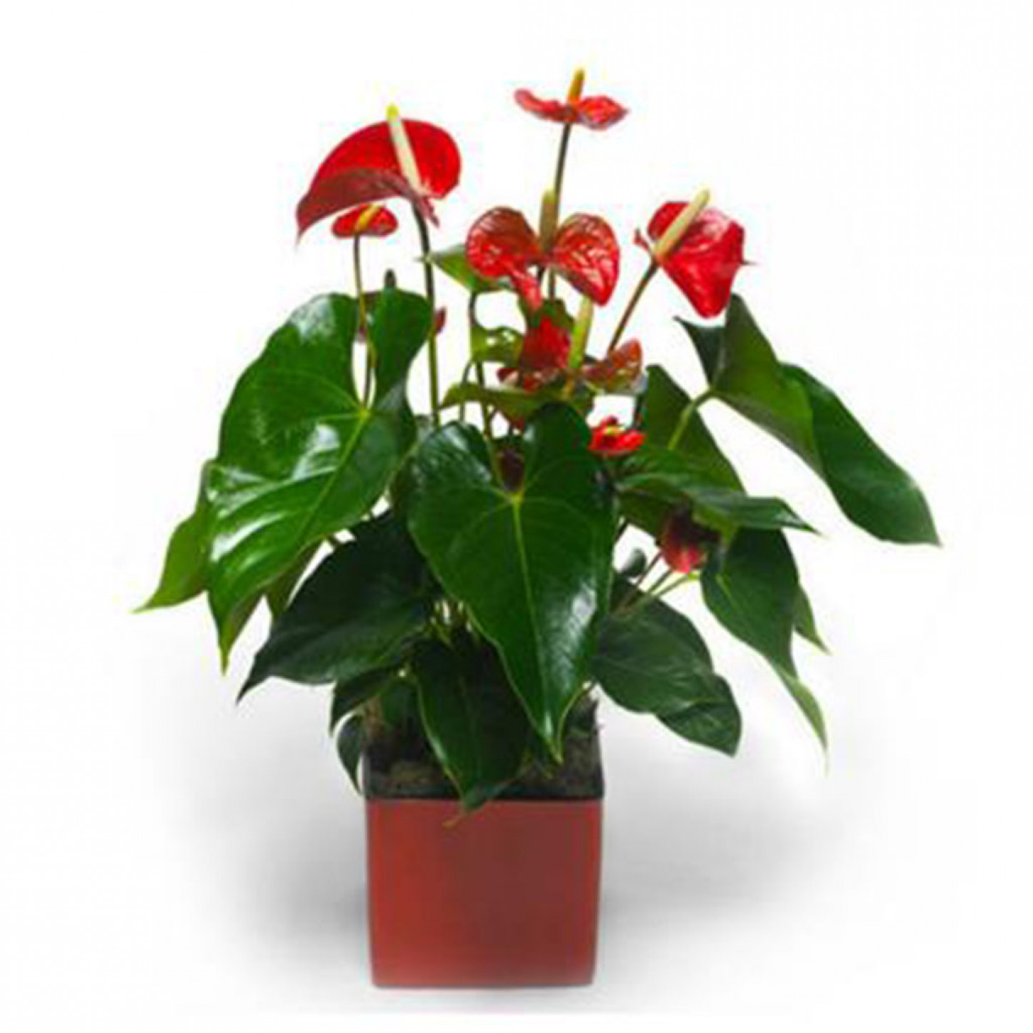 Auckland florist can deliver flowers on Auckland today.