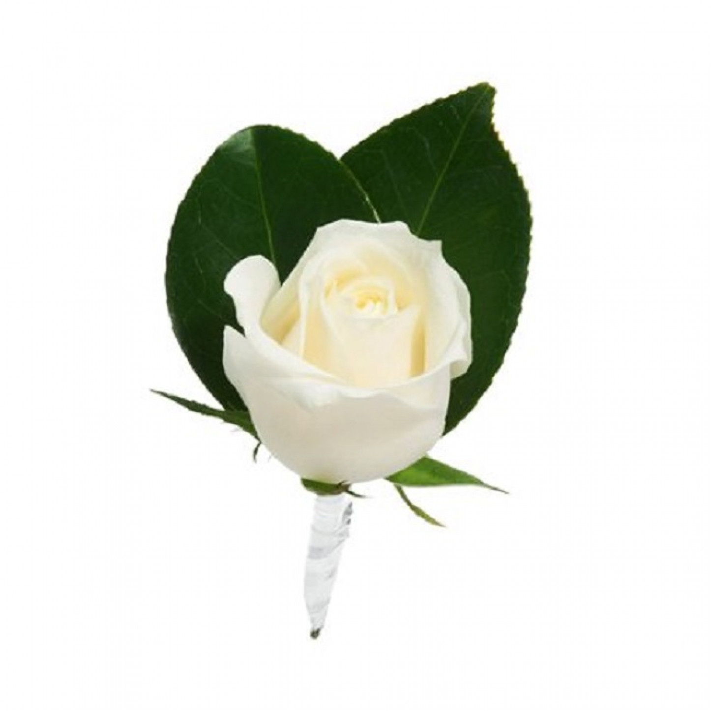 Auckland florist can deliver flowers on Auckland today.